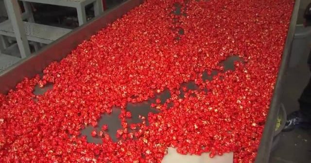 Flavored Popcorn | Cheese Popcorn | Caramel Popcorn | Cinnamon Popcorn